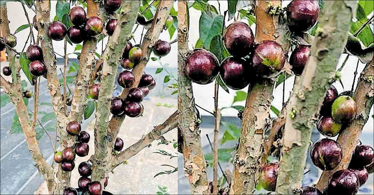 ബ്രസീലിലെ മരമുന്തിരി മാന്തുരുത്തിയിൽ | Agriculture | Fruit | Kottayam ...