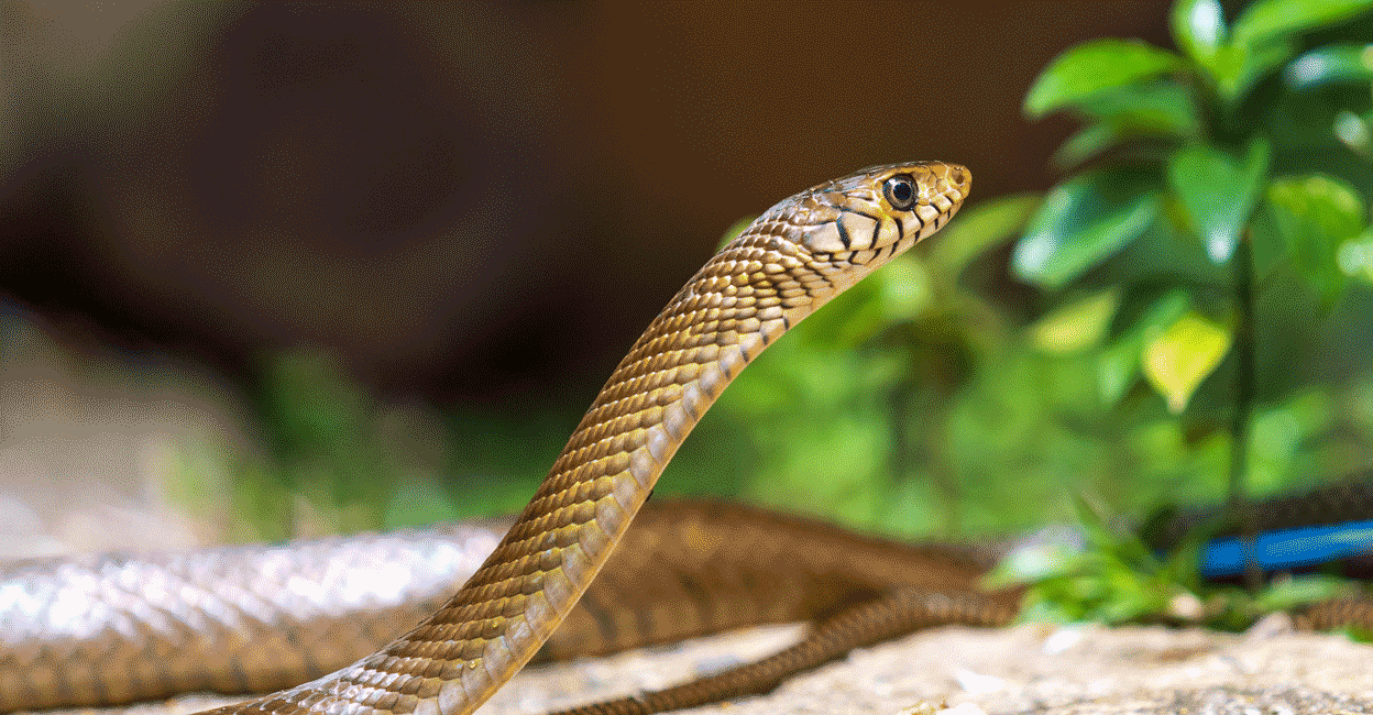 പാമ്പിനെ സ്വപ്നം കണ്ടാൽ ഭാഗ്യമോ നിർഭാഗ്യമോ? ഫലങ്ങൾ ഇങ്ങനെ- What Does ...