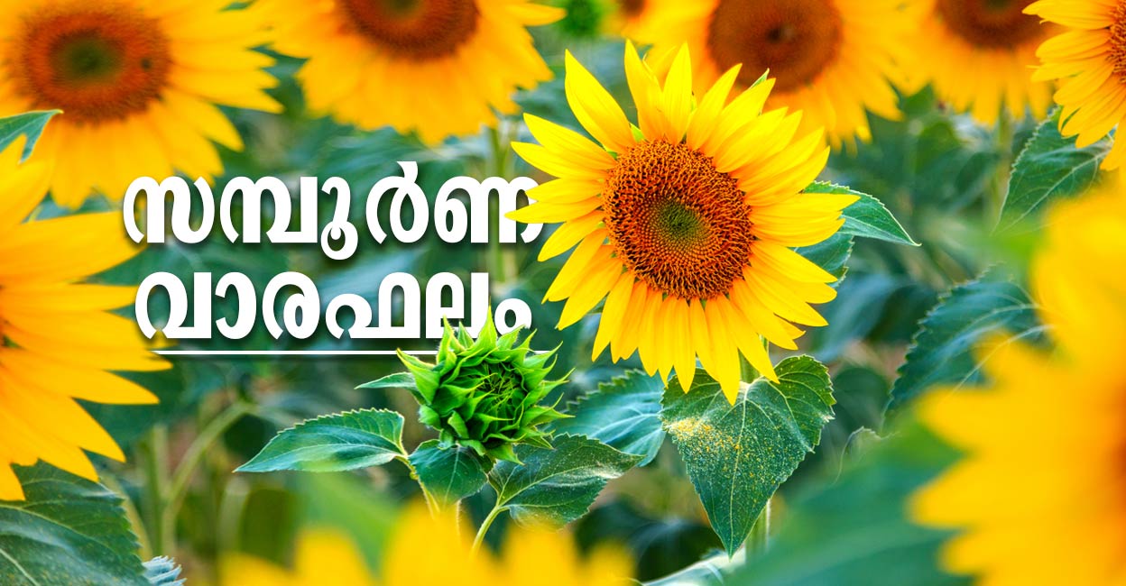 ഭാഗ്യപ്പെരുമഴയുമായി ഡിസംബർ ആദ്യവാരം; മികവിന്റെ പാതയിൽ 3 കൂറുകാർ, സമ്പൂ ...