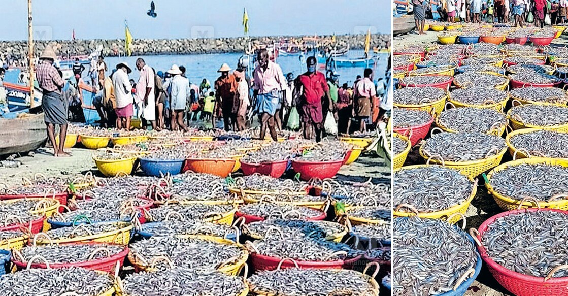 ചെല്ലാനം ഹാർബറിൽ ചെറുമത്സ്യങ്ങളുടെ ചാകര; നത്തോലി, പൂവാലൻ ചെമ്മീന് ...