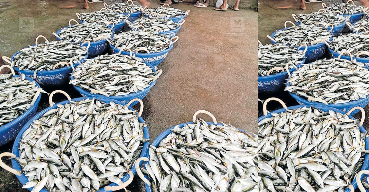 ചെറിയ അയല കുട്ടയ്ക്ക് വിറ്റത് 4000 രൂപയ്ക്ക്; അനധികൃത ചെറുമീൻപിടിത്തം ...