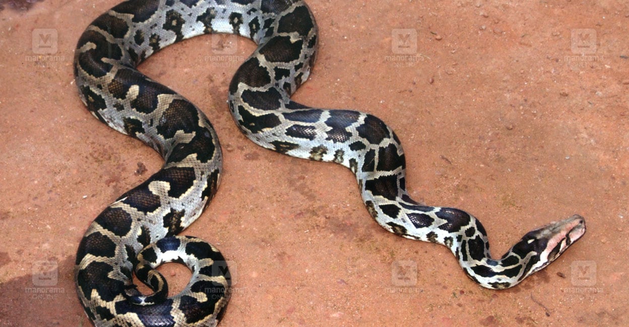 നാട്ടിൽ പെരുകി പെരുമ്പാമ്പ്; ജനത്തിന് പുറത്തിറങ്ങാൻ പറ്റാത്ത അവസ്ഥ: 15 ...