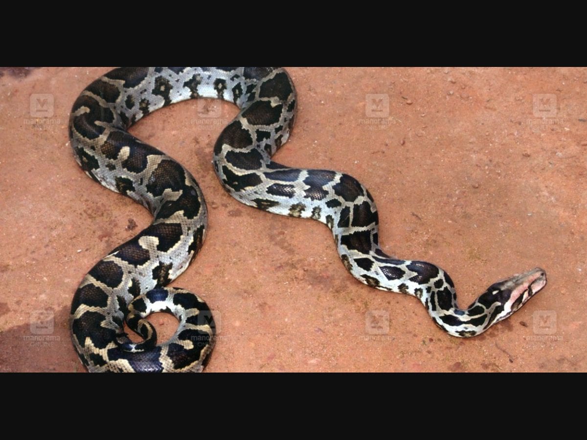 python snake malayalam
