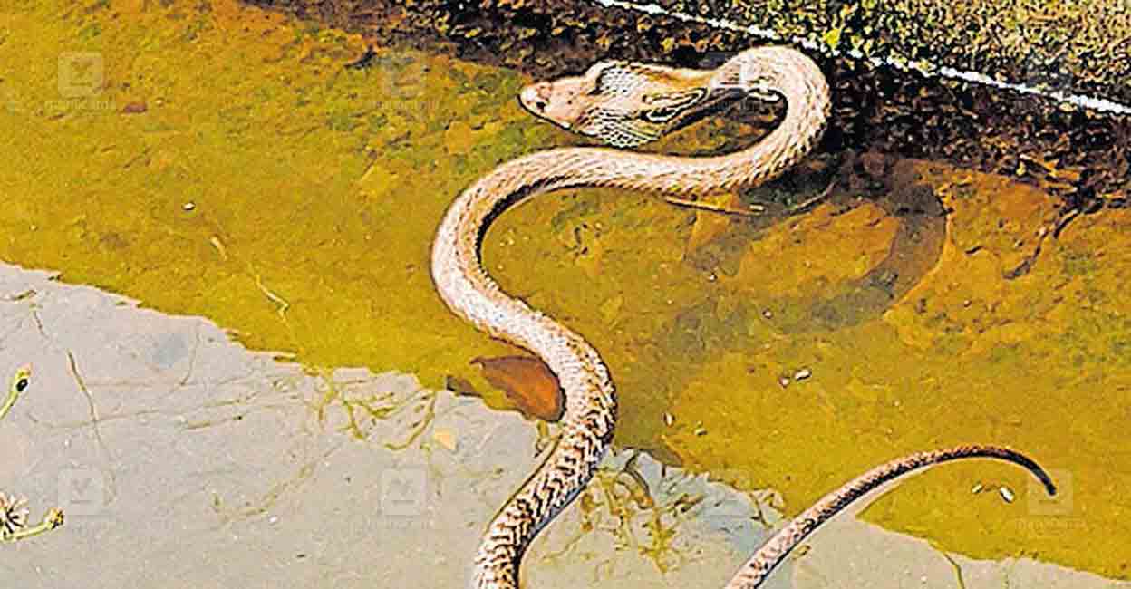 കനാൽ വെള്ളത്തിലൂടെ ഒഴുകിയെത്തി മൂർഖൻ പാമ്പ് | Malayala Manorama Online ...