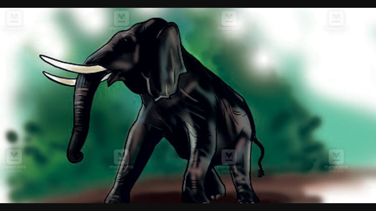 elephant attack manorama