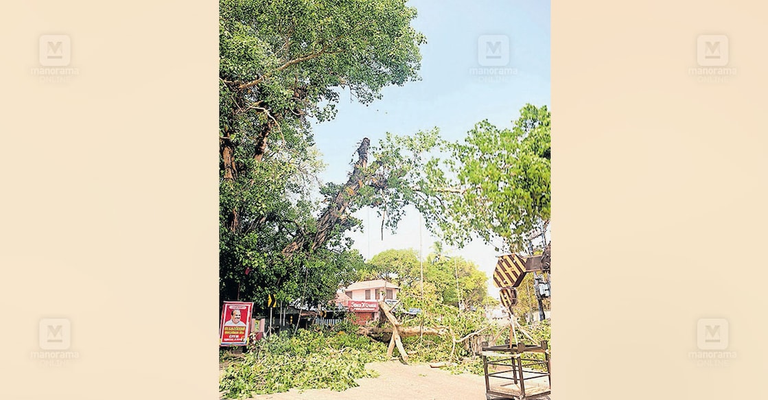 മുത്തശ്ശി ആലിനെ ‘വെറുതെ വിട്ടു’; ശിഖരം കോതും | Kollam Banyan Tree ...