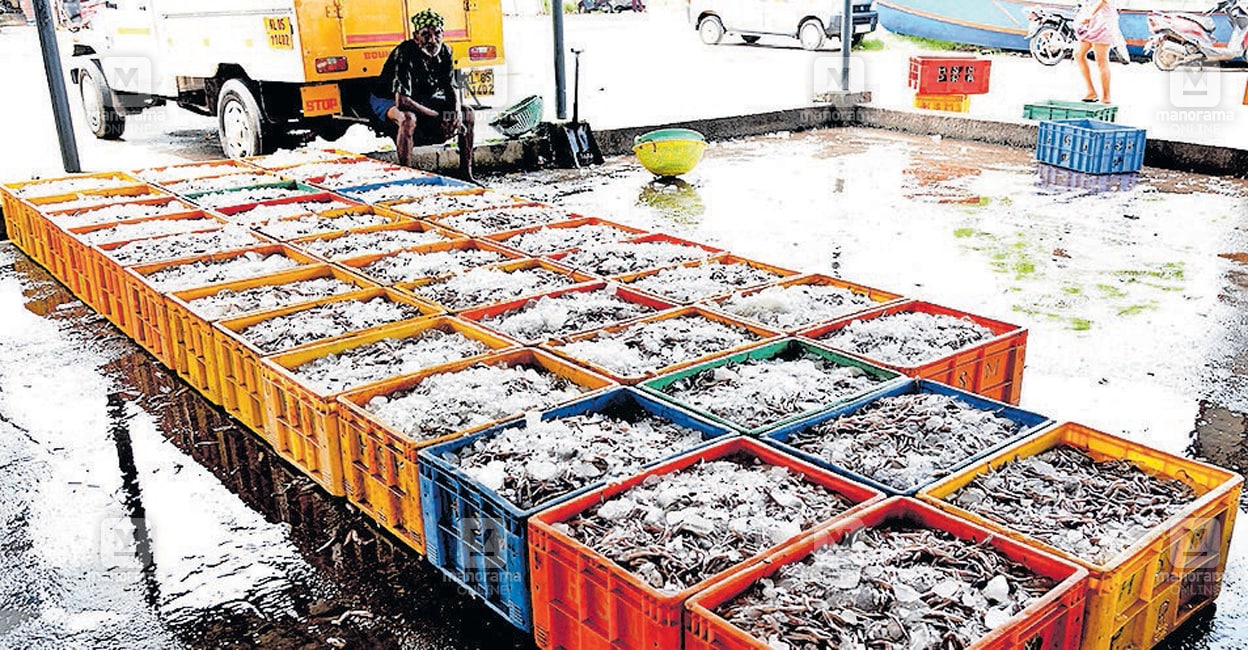 നെത്തോലി ഒരു ചെറിയ മീനല്ല ! ദിവസങ്ങൾക്കു ശേഷം തീരങ്ങളിൽ നിന്ന് നെത്തോലി ...