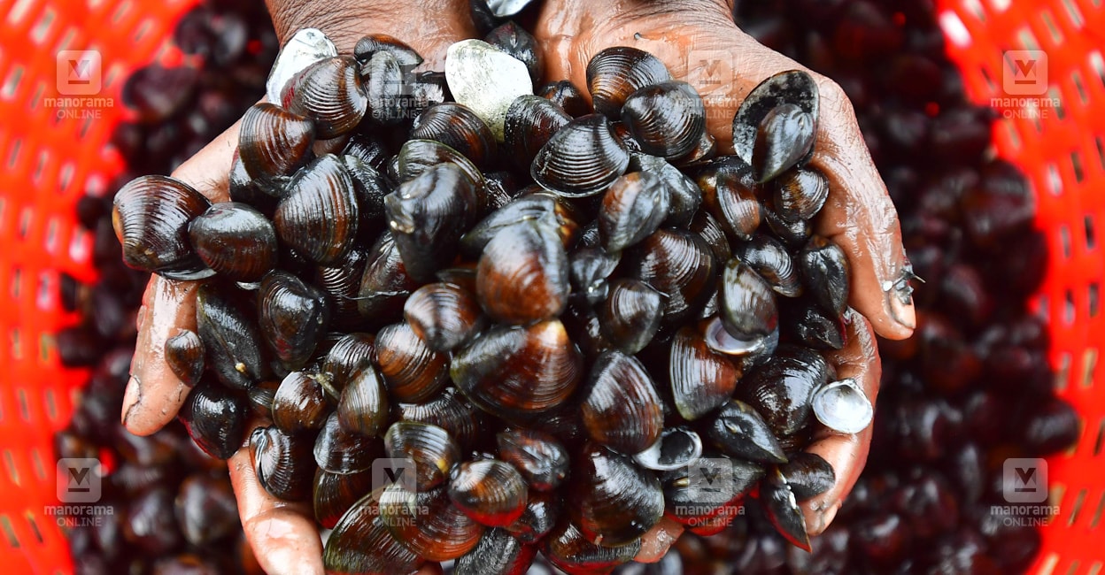 ദേശീയപാതയ്ക്കായി അഷ്ടമുടിക്കായലിൽ ഡ്രജിങ്; മണ്ണിനൊപ്പം ദശലക്ഷക്കണക്കിനു ...