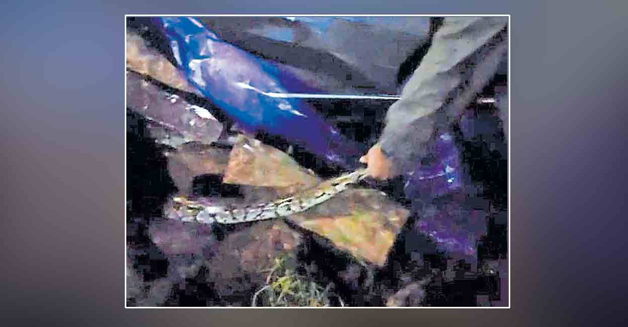 വീട്ടിലെ നായ അസാധാരണമായി കുരയ്ക്കുന്നത് കേട്ടു; നോക്കിയപ്പോൾ കണ്ടത് ...