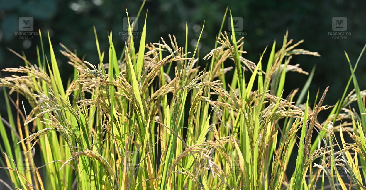 അരിവില കുതിക്കുന്നു; അപ്പോൾ നെല്ലുവിലയോ? അതു ചോദിക്കരുതേ! | Kumarakom ...