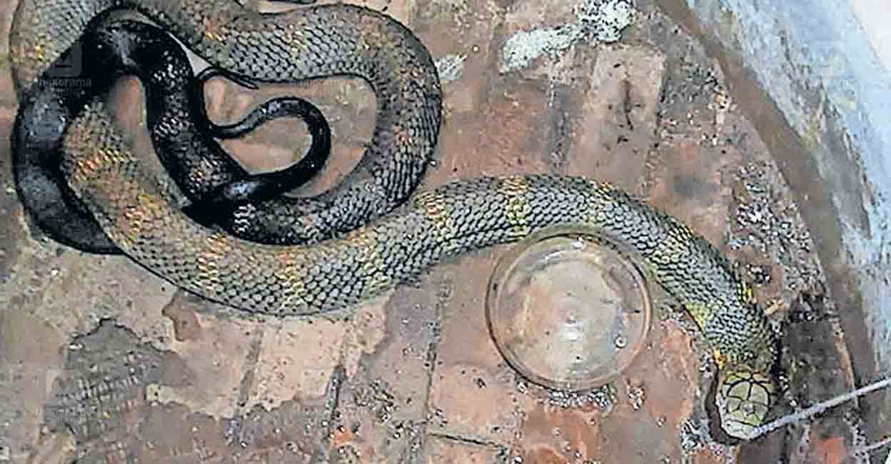 ചൂട്: മാളം വിട്ട് പാമ്പുകൾ ജനവാസമേഖലയിലേക്ക് | king cobra in nilambur ...