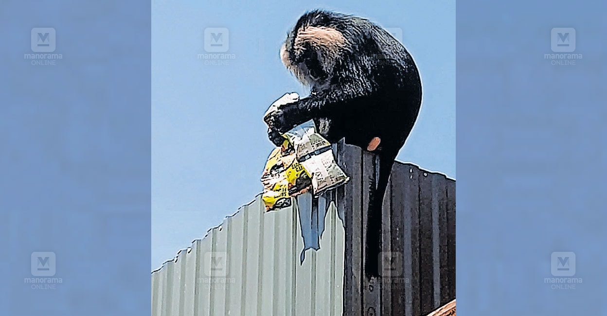 കച്ചവടക്കാർക്ക് തലവേദനയായി സിംഹവാലൻ കുരങ്ങുകൾ; ബേക്കറികളിൽ കയറി ...