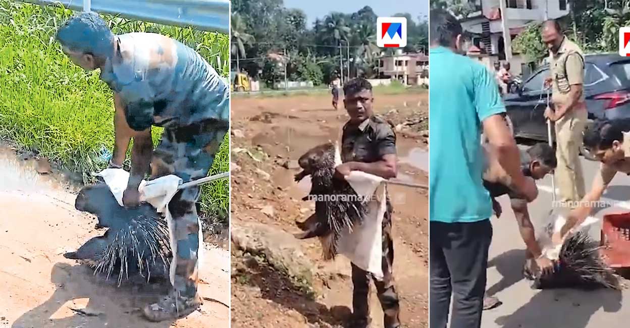 പരുക്കേറ്റ മുള്ളൻ പന്നിയെ രക്ഷിക്കാൻ കോന്നി റാപ്പിഡ് റെസ്പോൺസ് ടീം ...
