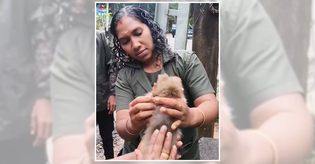 ഷോക്കേറ്റ കുരങ്ങുകൾക്ക് സിപിആർ നൽകി രക്ഷപ്പെടുത്തി വന സംരക്ഷണ സമിതി ...