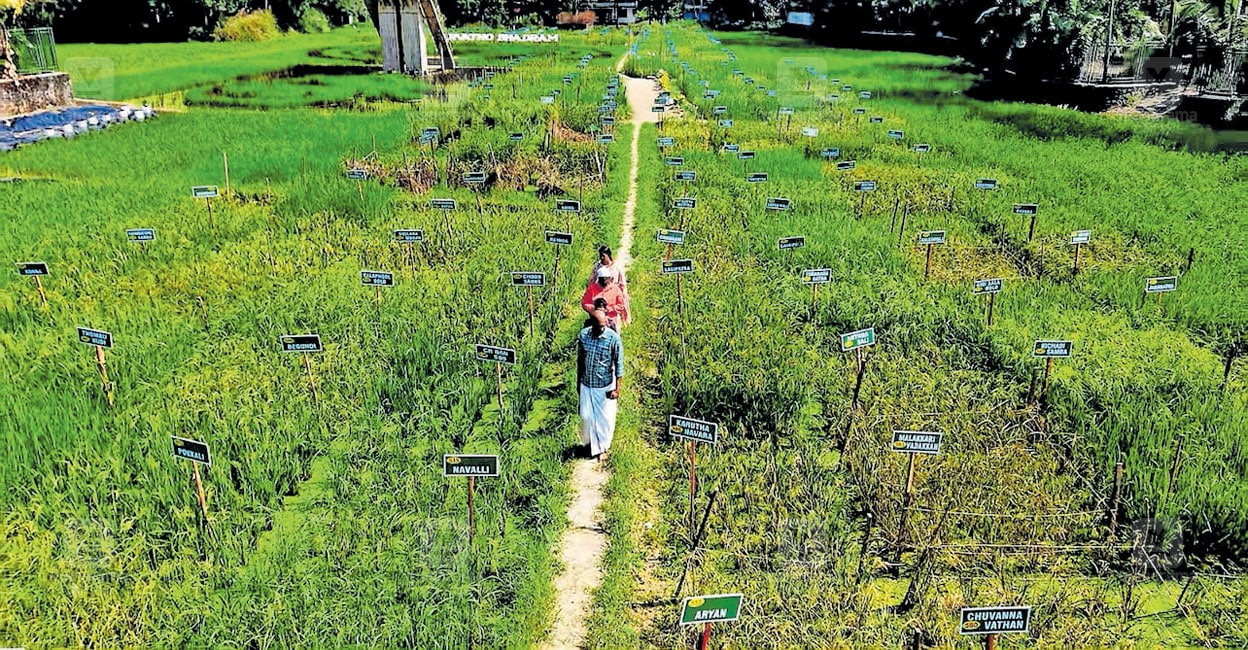 സർവതോ ഭദ്രം ഓർഗാനിക്സിന്റെ നാടൻ നെൽ വൈവിധ്യ സംരക്ഷണ വയലിൽ വിളഞ്ഞത് 570 ...