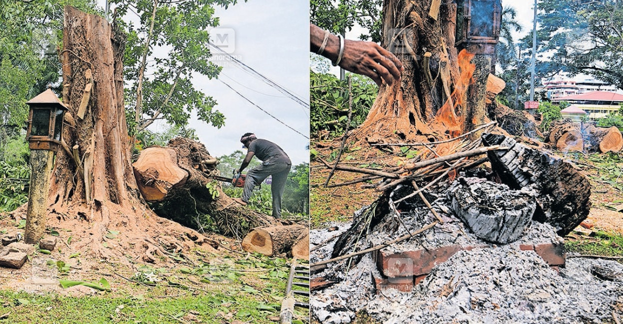 ഓർമയാകുന്നു, നൂറാണ്ടു നീണ്ട മർമരം; വടക്കുന്നാഥ ക്ഷേത്ര പരിസരത്തെ അരയാ ...