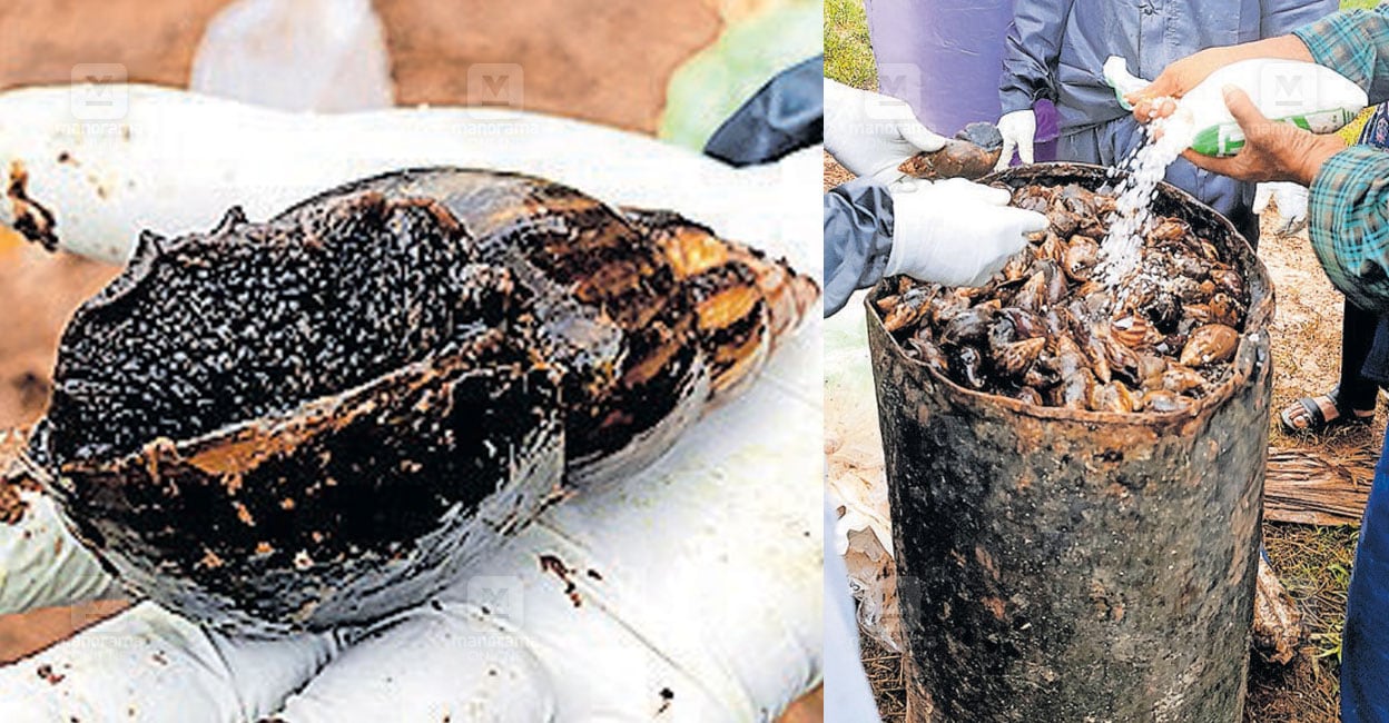 ജീവിക്കുന്നത് 5–7 വർഷം വരെ; ഇതിനിടെ 1000–1200 മുട്ടകൾ ഇടും; കാൽസ്യം ...