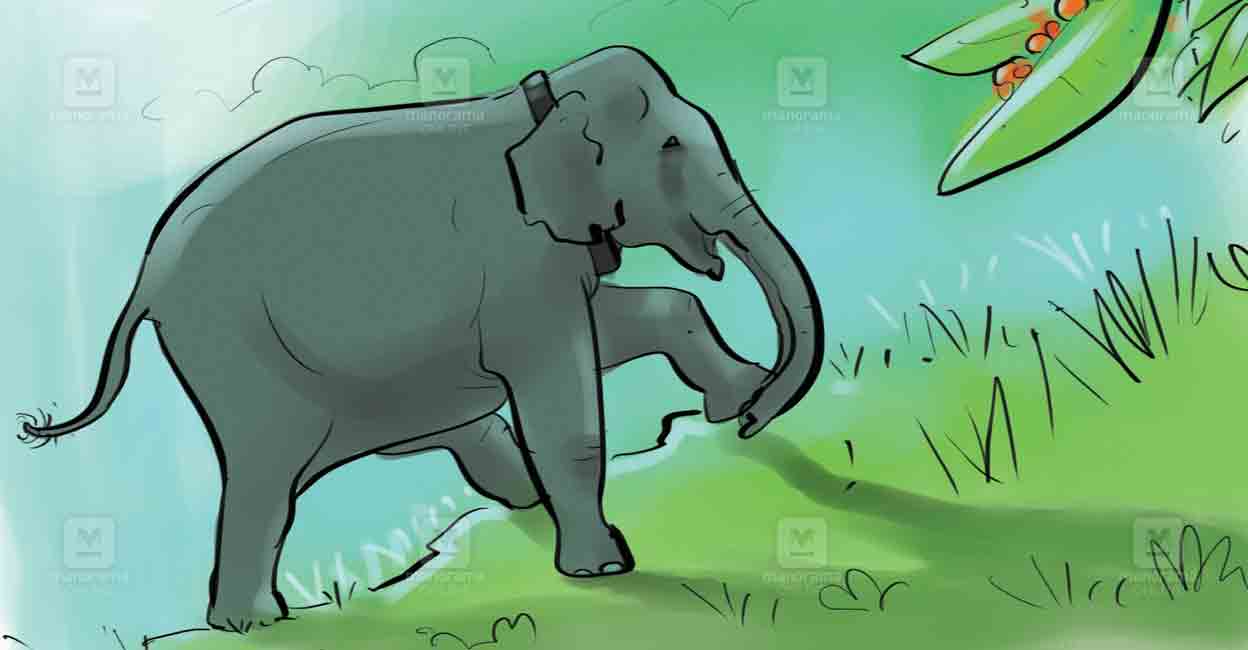 ആക്രമിക്കാൻ വരുന്ന കാട്ടാന പ്രഖ്യാപനങ്ങൾ കേട്ടാൽ ഓടില്ല; 2024–25 ...