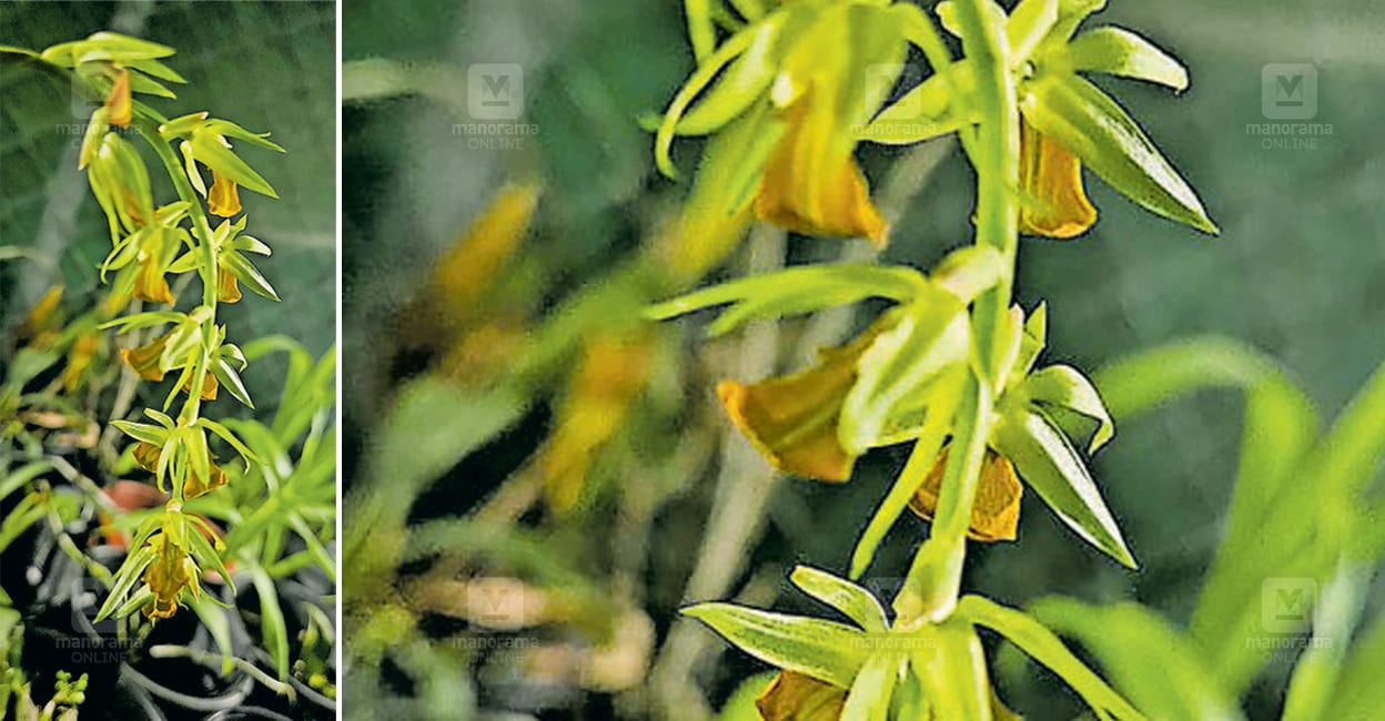 വീണ്ടും പൂത്തു വിരിഞ്ഞു, അപൂർവ ഓർക്കിഡ് | Rare orchid blooms | Rare ...