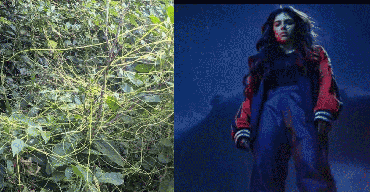 ‘ചെമ്പരത്തിചേട്ടാ, ചുണ്ണാമ്പുണ്ടോ…’: നമ്മുടെ പറമ്പിലുണ്ട് ...