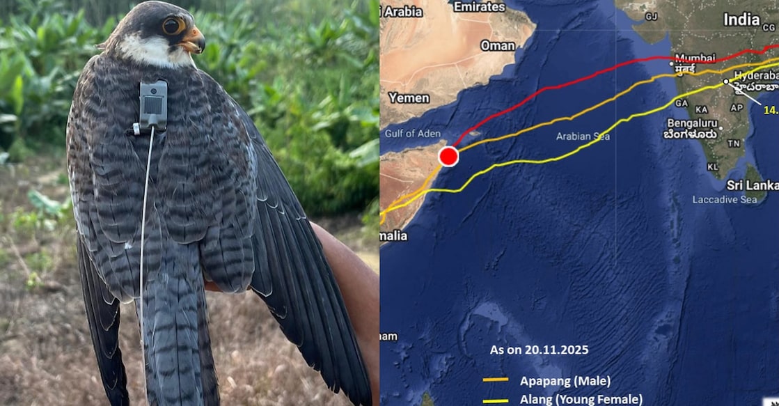 5 ദിവസം കൊണ്ട് പറന്നത് 5400 കിലോമീറ്റർ! കുഞ്ഞൻ പരുന്ത് ഇന്ത്യയിൽ നിന്ന് ...