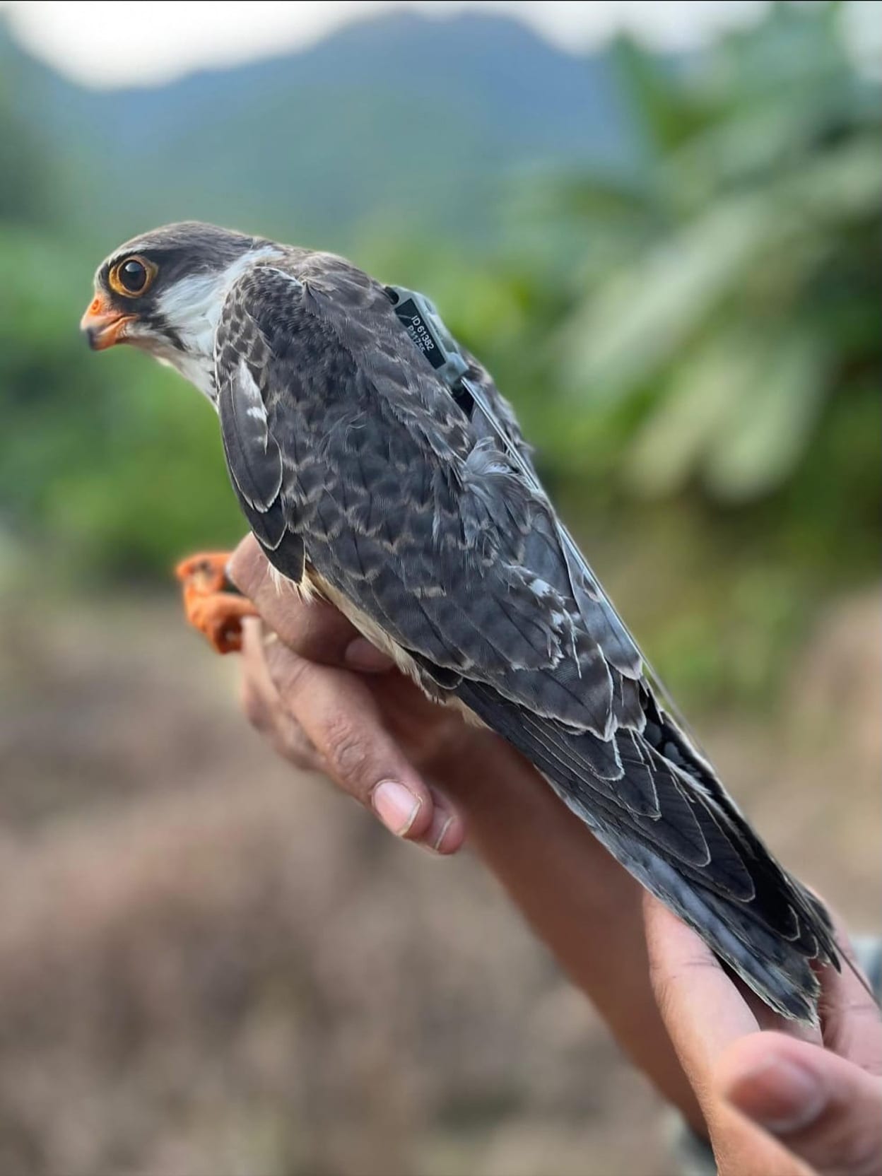 5 ദിവസം കൊണ്ട് പറന്നത് 5400 കിലോമീറ്റർ! കുഞ്ഞൻ പരുന്ത് ഇന്ത്യയിൽ നിന്ന് ...