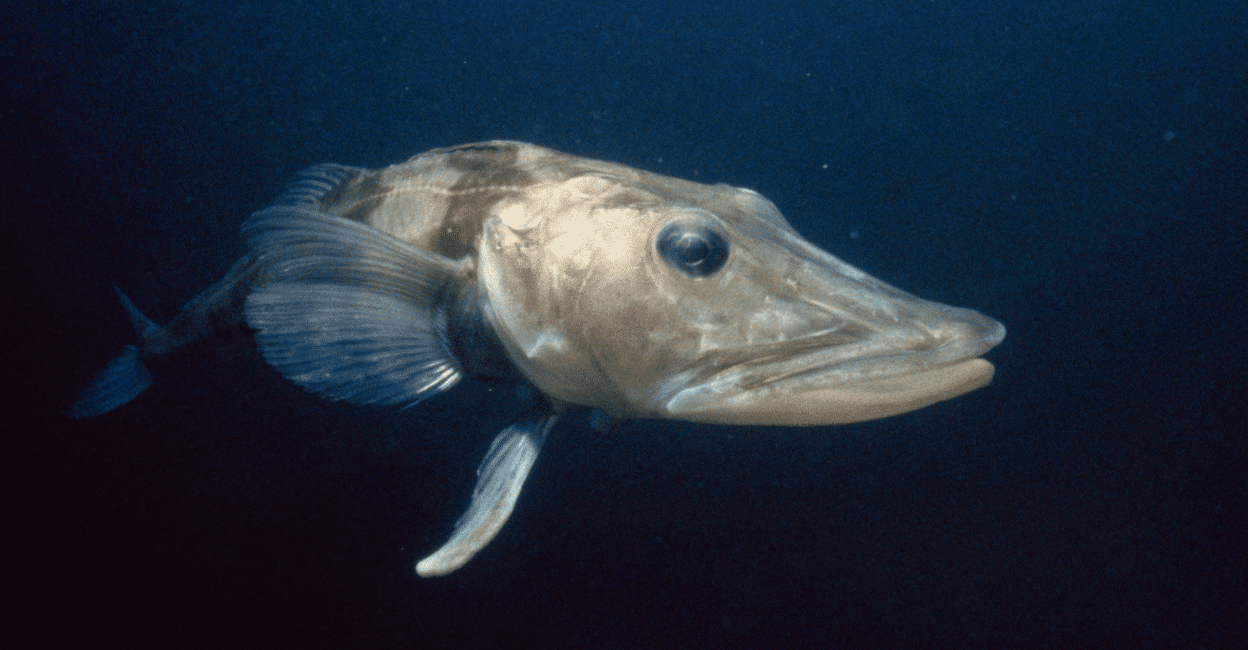 വെള്ളം പോലെ തെളി‍ഞ്ഞ രക്തമുള്ള വിചിത്ര മീൻ; അന്റാർട്ടിക്കയിലെ അദ്ഭുതം!- Antarctic | Fish ...