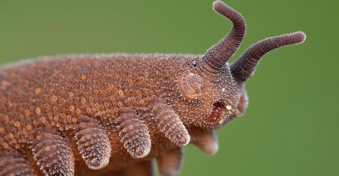 പശദ്രാവകം തെറിപ്പിച്ച് ഇരയെ സൂപ്പാക്കി കഴിക്കുന്ന ഭീകരൻ പുഴു! പെരിപാറ്റസ്- Environment | Velvet ...