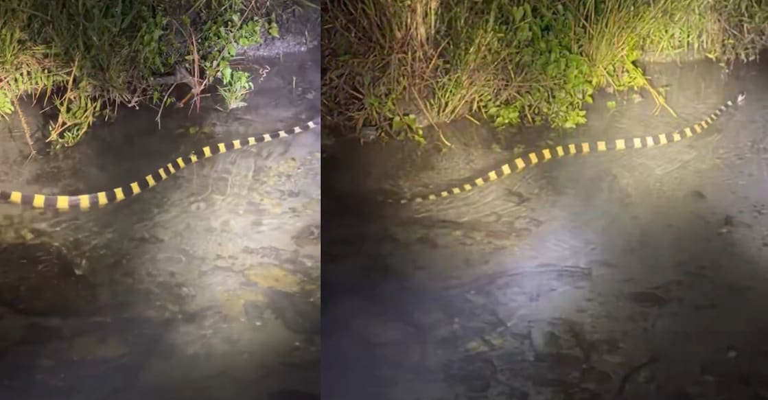 രാത്രി പട്രോളിങ്ങിനിടെ ശബ്ദം; ടോർച്ചടിച്ചപ്പോൾ കണ്ടത് ഉഗ്രവിഷമുള്ള ...