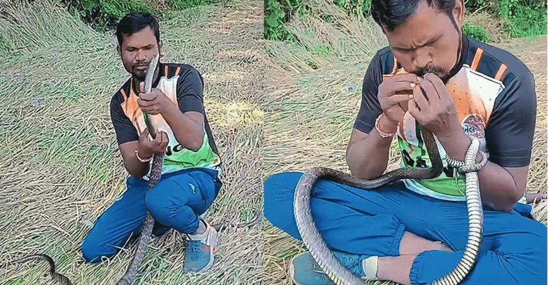 ഷോക്കേറ്റ് ശ്വാസം നിലച്ചു; പാമ്പിന് സിപിആർ നൽകി യുവാവ്–വിഡിയോ– Snake ...