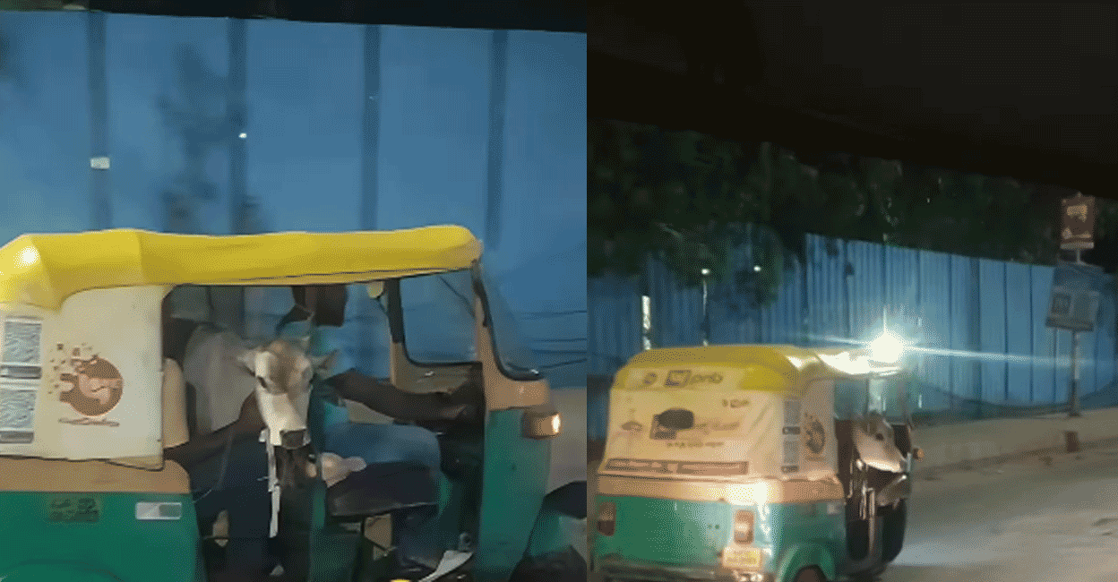 പശുക്കിടാവിന്റെ യാത്ര ഓട്ടോയിൽ; അദ്ഭുതപ്പെട്ട് വിദേശി: ഇന്ത്യ നൽകിയ സർപ്രൈസ്! - Auto | Cow ...