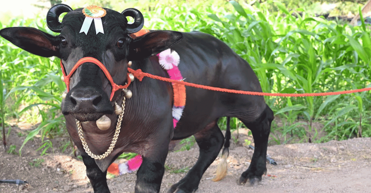 എല്ലാവരുടെയും പ്രിയങ്കരിയായ രാധ; രണ്ടടി എട്ടിഞ്ച് ഉയരം, ലോകത്തെ ഏറ്റവും ഉയരം കുറഞ്ഞ പോത്ത് ...