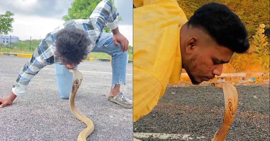 മൂർഖൻ പാമ്പിന്റെ നെറുകയിൽ ഉമ്മവച്ച് യുവാവ്; ‘തിരിച്ച് ഉമ്മ തന്നാൽ വിവരം ...