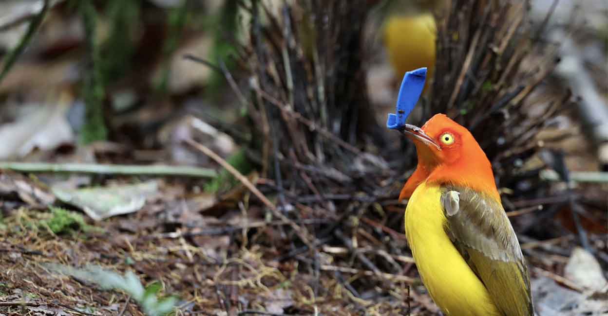 കാമുകിയെ കിട്ടാൻ ‘ആർട് ഗാലറി’ നിർമിക്കുന്ന വിചിത്ര പക്ഷി; ആകർഷിക്കാൻ ബോവറുകളും- Bowerbird ...