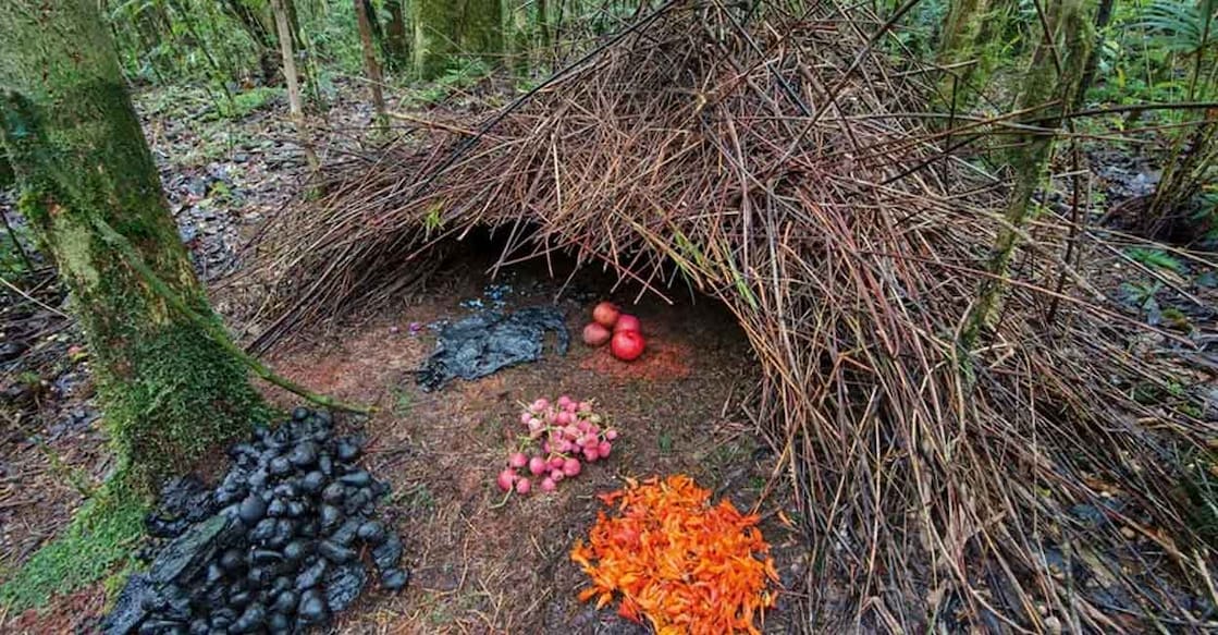 കാമുകിയെ കിട്ടാൻ ‘ആർട് ഗാലറി’ നിർമിക്കുന്ന വിചിത്ര പക്ഷി; ആകർഷിക്കാൻ ബോവറുകളും- Bowerbird ...