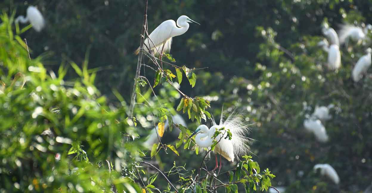 സസ്യസമ്പന്നം കുമരകം പക്ഷിസങ്കേത കേന്ദ്രം - Kumarakom Bird Sanctuary ...