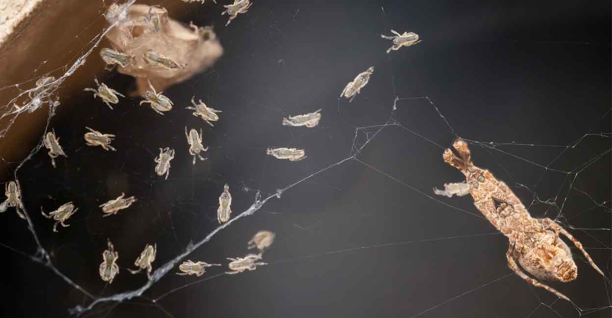 കൈയിൽ ഒരുതരി വിഷമില്ല, ഇരയെ 'പട്ടിൽ' പൊതിഞ്ഞു കൊല്ലും; ചിലന്തി ലോകത്തെ സ്മാർട്ട് കൊലയാളിക ...
