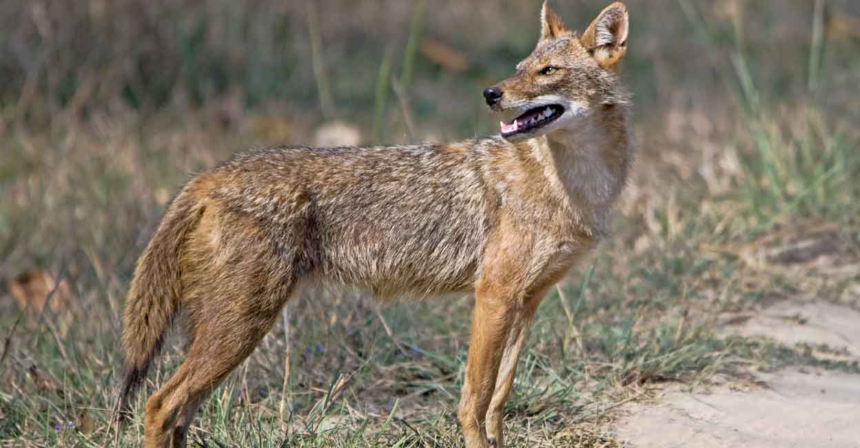 ‘ഇവിടെ ഞങ്ങളും ഉണ്ടേ...’: കേരളത്തിലുള്ളത് 30,000 കുറുനരികൾ, ഏതൊക്കെ ജില്ലകളില്‍ കാണാം? പഠന ...