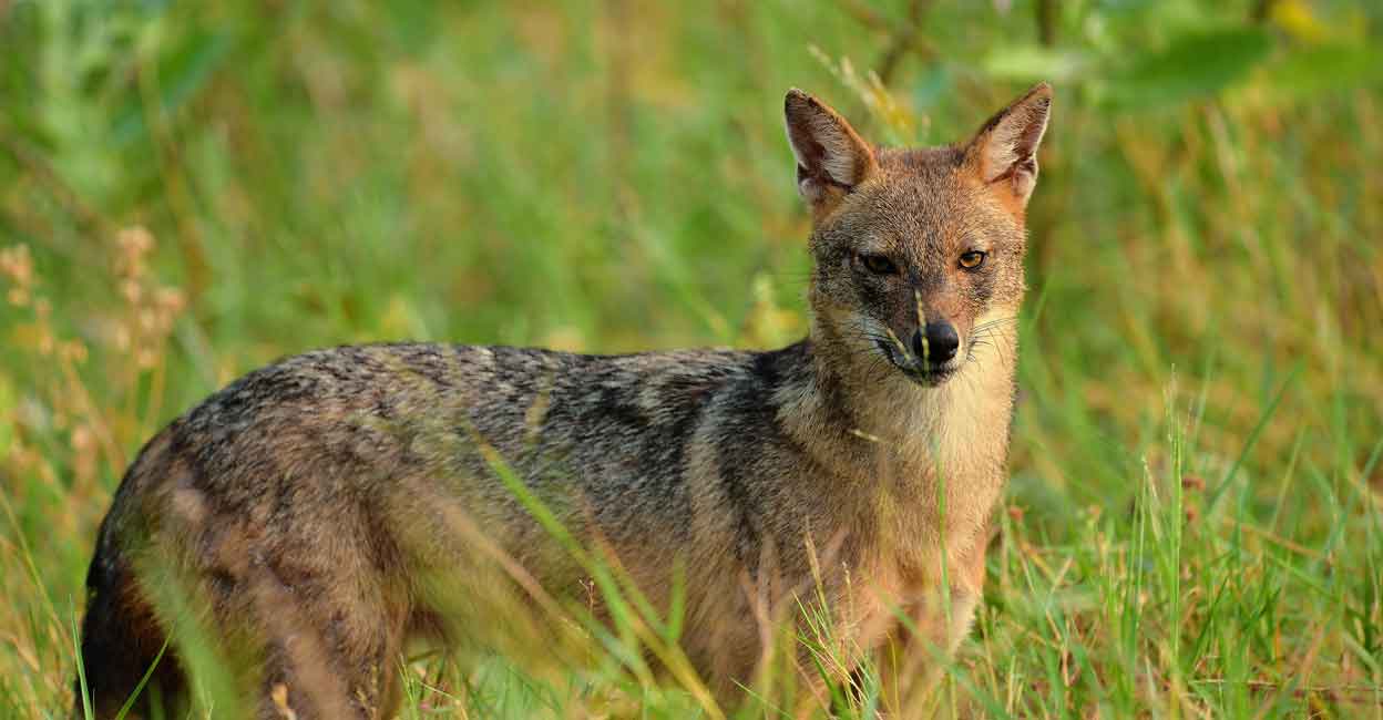 ‘ഇവിടെ ഞങ്ങളും ഉണ്ടേ...’: കേരളത്തിലുള്ളത് 30,000 കുറുനരികൾ, ഏതൊക്കെ ...
