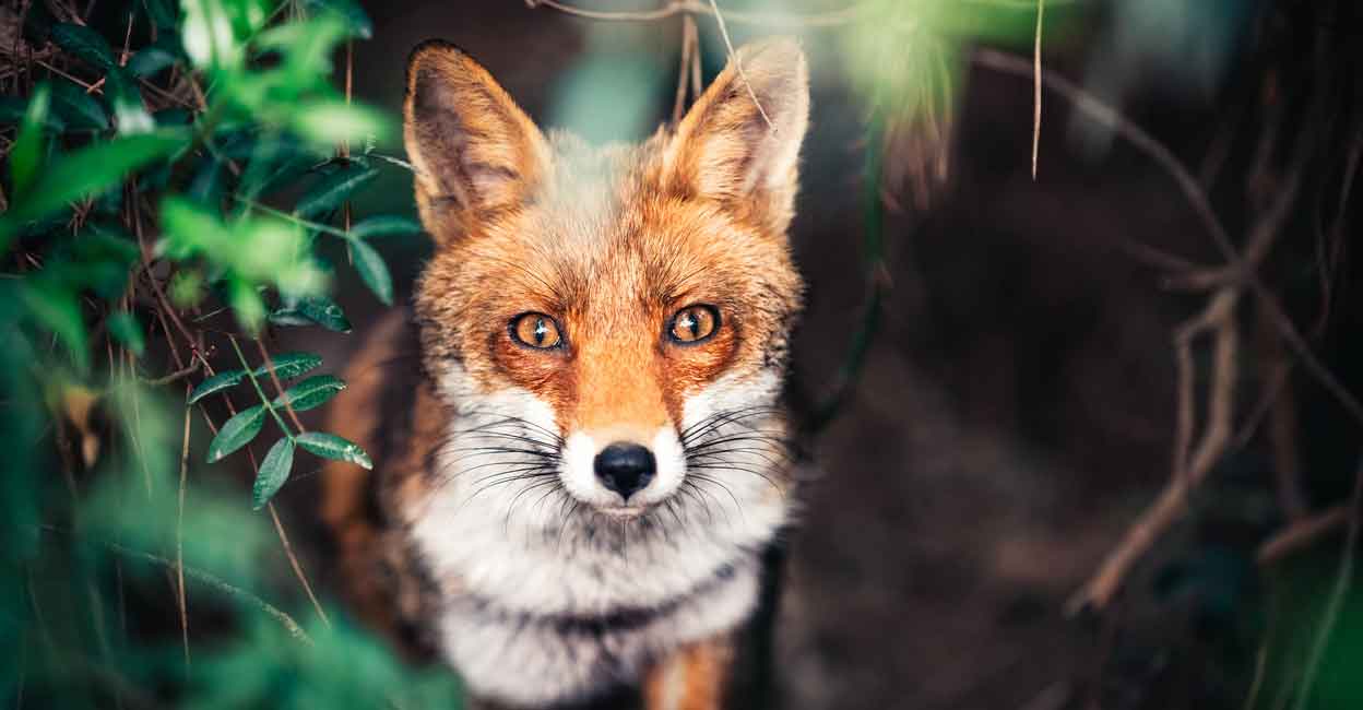 ‘ഇവിടെ ഞങ്ങളും ഉണ്ടേ...’: കേരളത്തിലുള്ളത് 30,000 കുറുനരികൾ, ഏതൊക്കെ ജില്ലകളില്‍ കാണാം? പഠന ...