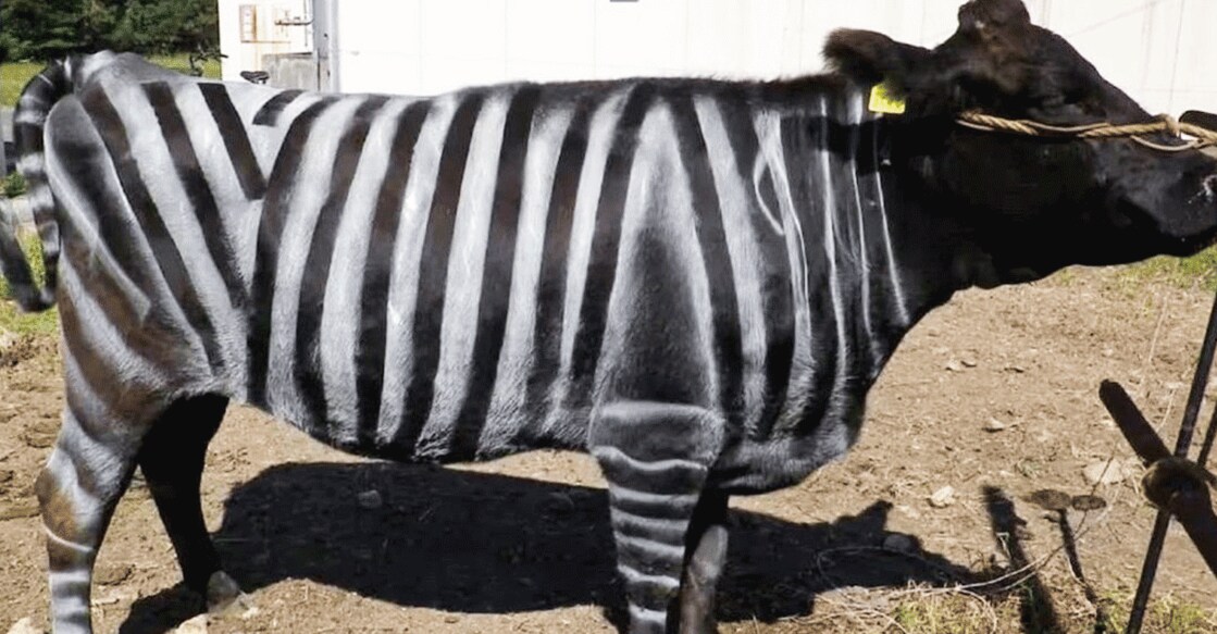 സീബ്രയെപ്പോലുള്ള പശു, പീറ്റ്സ തിന്നുന്ന പല്ലി! ഇഗ് നൊബേൽ സമ്മാനങ്ങൾ പ്രഖ്യാപിച്ചു- Ig nobel ...