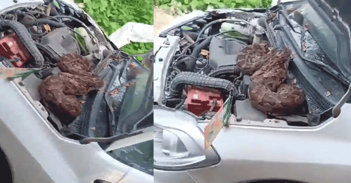 ബോണറ്റ് തുറന്നപ്പോൾ ഞെട്ടി! ബിജെപി നേതാവിന്റെ കാറിൽ കൂറ്റൻ പെരുമ്പാമ്പ്– വിഡിയോ- Snake | BJP ...