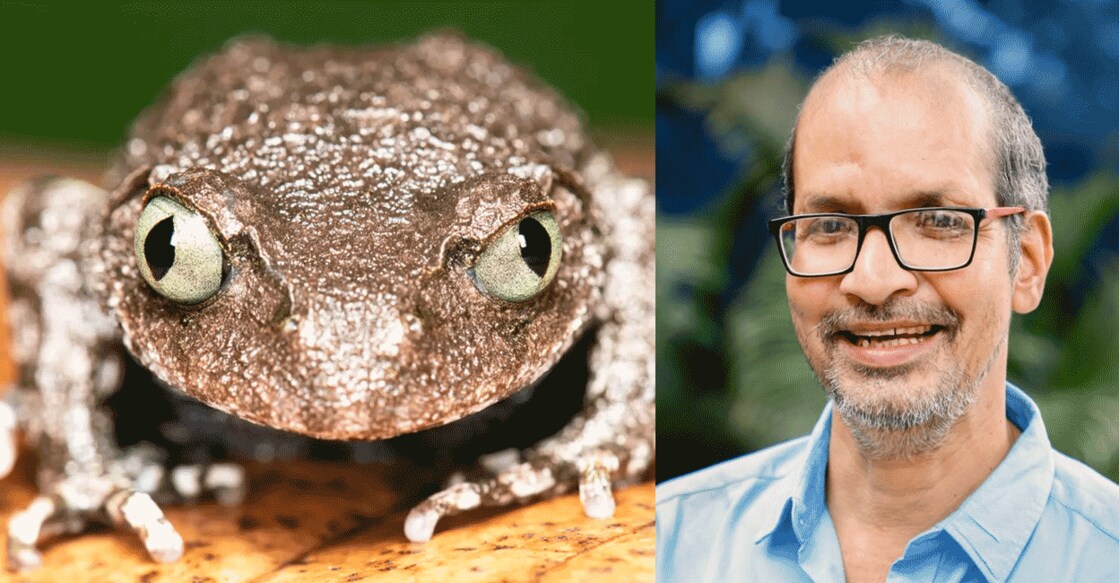 അരുണാചലിലെ പുതിയ തവളയിനത്തിന് മുൻ മനോരമ ലേഖകന്റെ പേര്; കണ്ടെത്തിയത് ...
