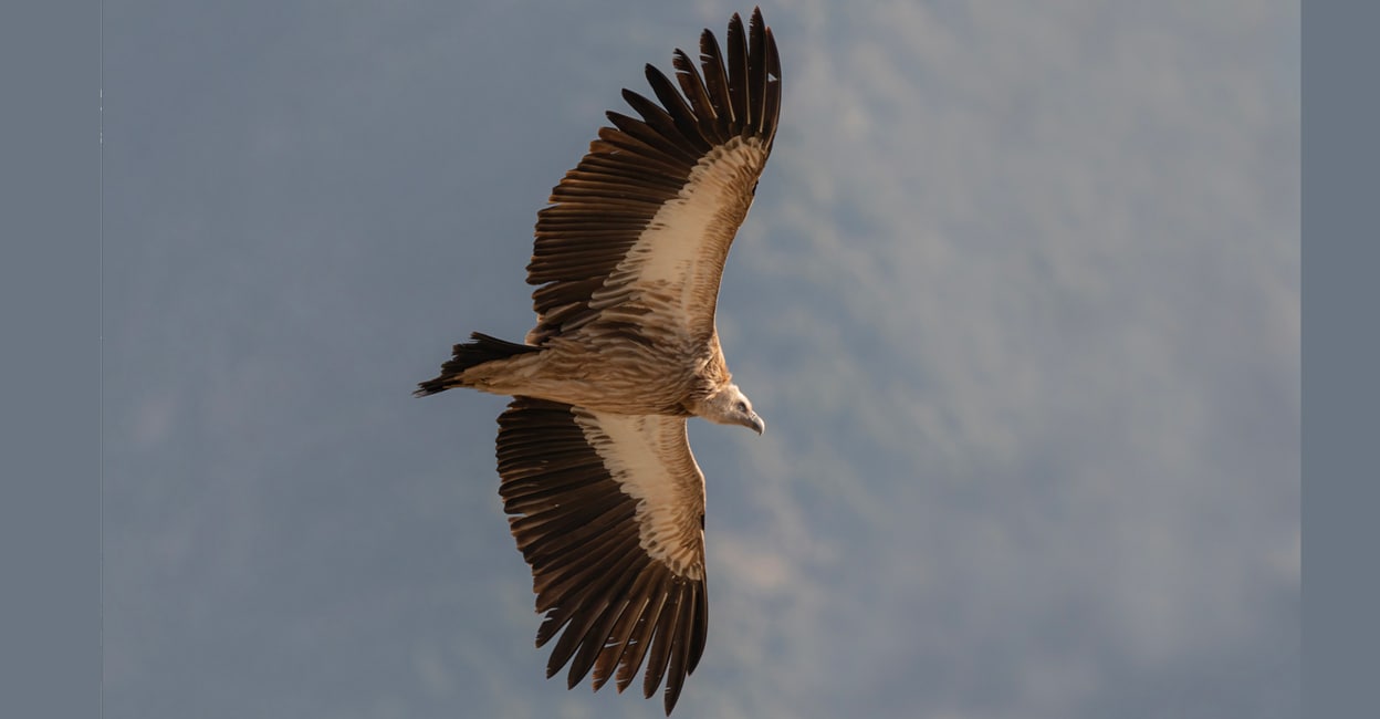 കുവൈത്തിന്റെ ആകാശത്ത് അപൂർവ ഇനം ഹിമാലയൻ കഴുകൻ ക്യാമറയിലാക്കി പക്ഷി ...