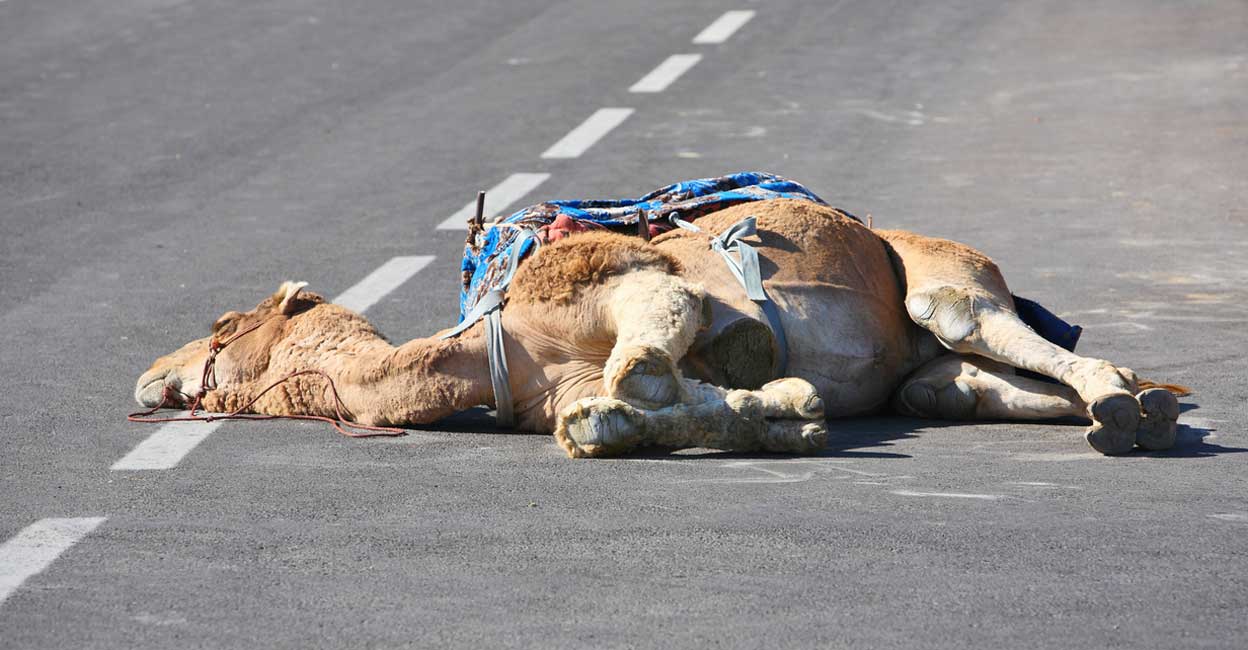 സലാലയില്‍ വാഹനം ഒട്ടകവുമായി കൂട്ടിയിടിച്ച് അപകടം: മൂന്ന് പ്രവാസികള് ...
