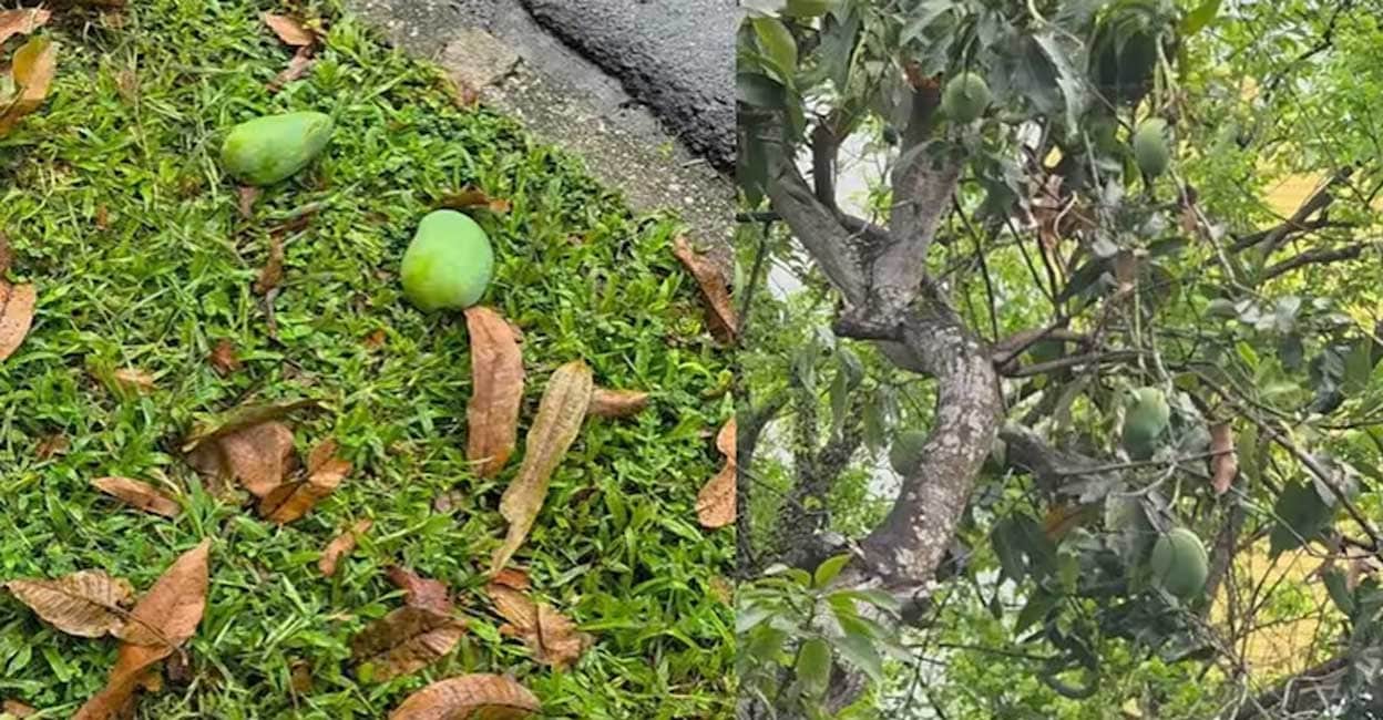 വഴിയിൽ വീണുകിടക്കുന്ന മാങ്ങ എടുത്താൽ 3.5 ലക്ഷം പിഴ!; ഇന്ത്യക്കാരിയുടെ ...