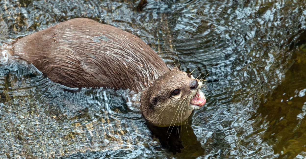 നീർനായ അക്രമകാരിയോ? കടിയേറ്റാൽ മനുഷ്യൻ മരിക്കുമോ? - otter bite | otter ...