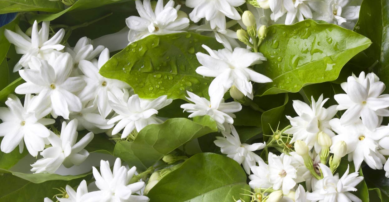 കിട്ടാനില്ല മുല്ലപ്പൂ; മധുര മുല്ലയ്ക്ക് 12000 രൂപ | Madurai jasmine ...