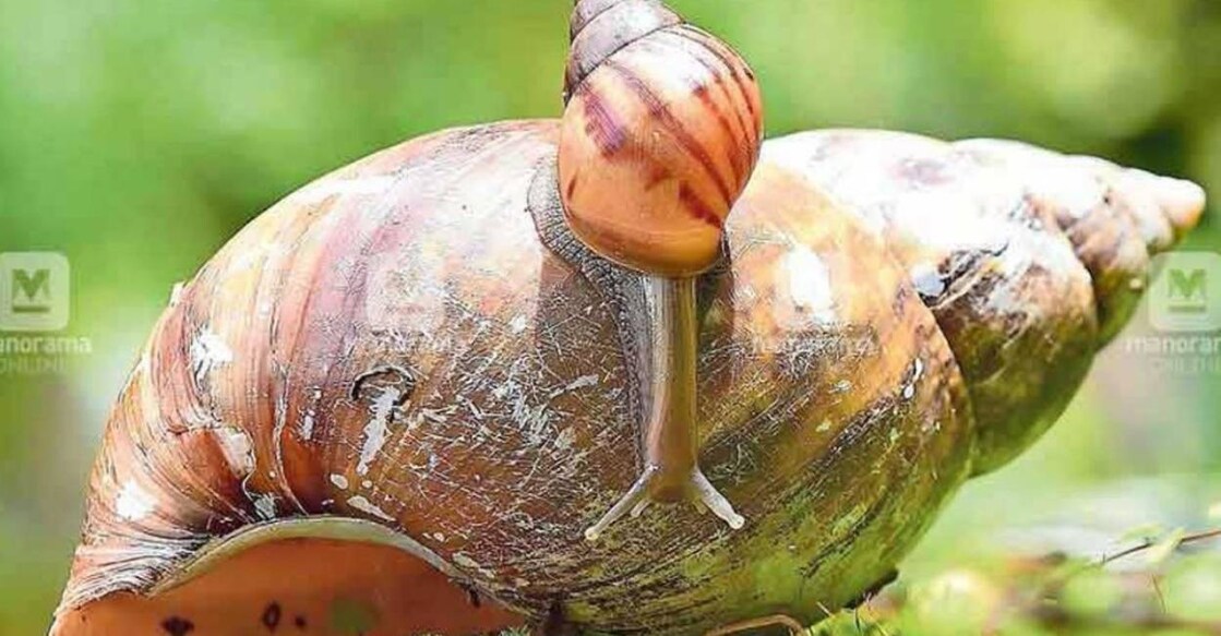 ഒറ്റതവണ ഇടുന്നത് 1200 മുട്ടകൾ, 10 വർഷം ജീവിക്കും; കർഷകർക്ക് ഭീഷണിയായ ...