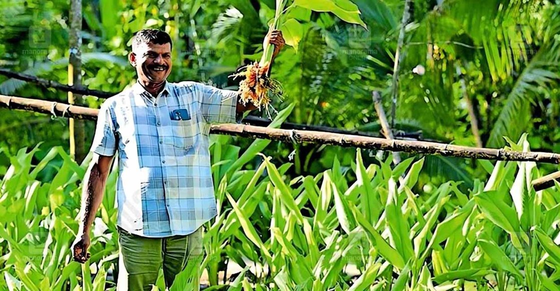 മഞ്ഞൾ മുതൽ കൂവ വരെ... കൃഷിയിൽ മികവുമായി എഎസ്ഐ; ഒപ്പം കിഴങ്ങുവര്‍ഗങ്ങളും ...